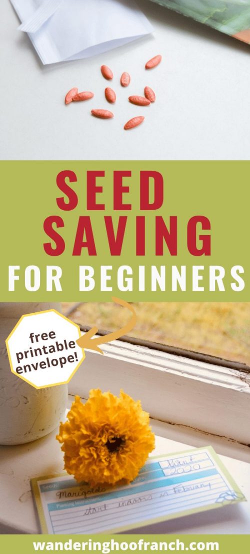 Seed Saving for Beginners