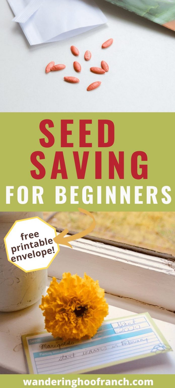Seed Saving for Beginners